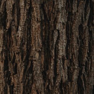 Tree Identification – Dendrology – the study of trees and shrubs and ...